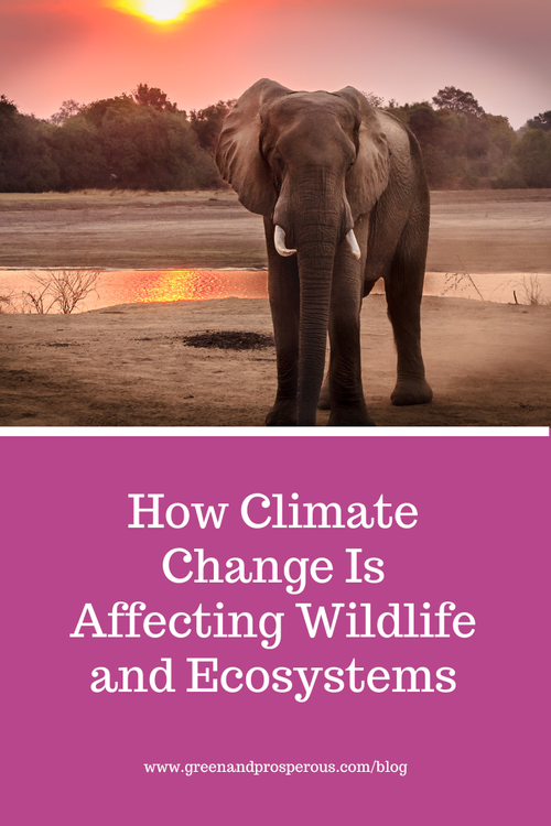 How Climate Change Is Affecting Wildlife and Ecosystems