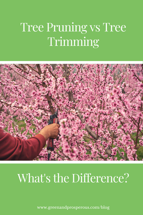 Tree Pruning vs. Tree Trimming: What’s the Difference?
