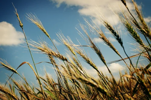 Modern Farming Techniques: A Closer Look at the Benefits