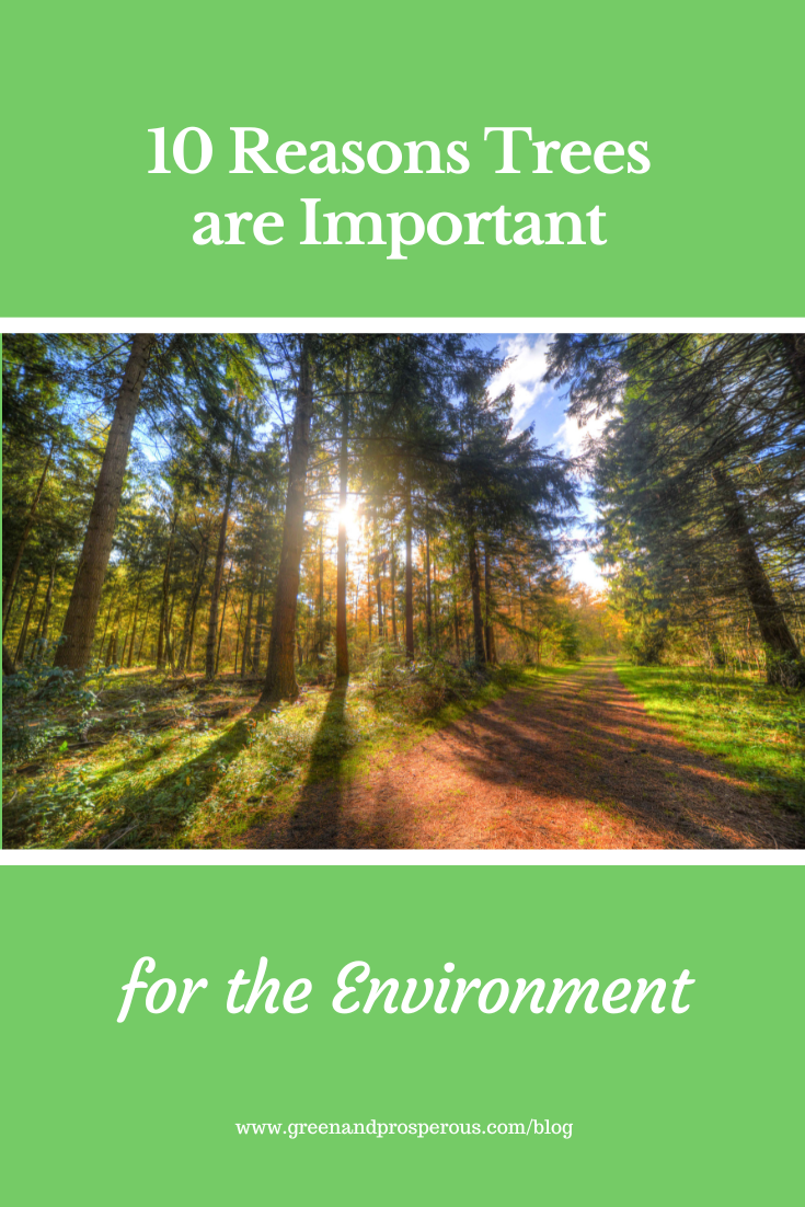 10 Reasons Trees are Important for the Environment