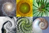 The Golden Ratio: A brief introduction — Totem Learning