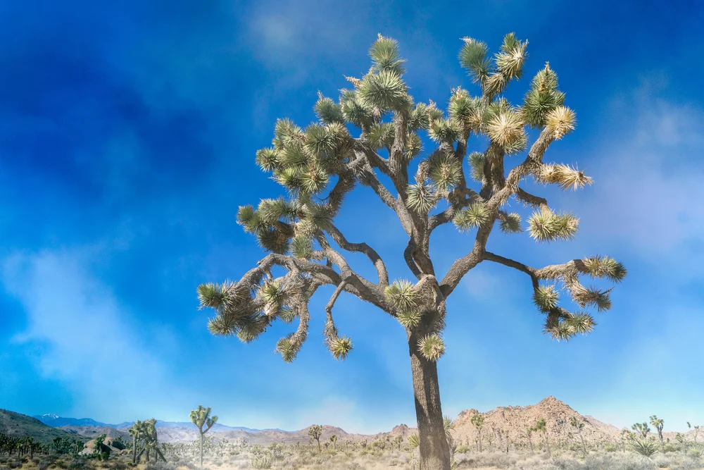 A Joshua Tree — Scott Davenport Photography