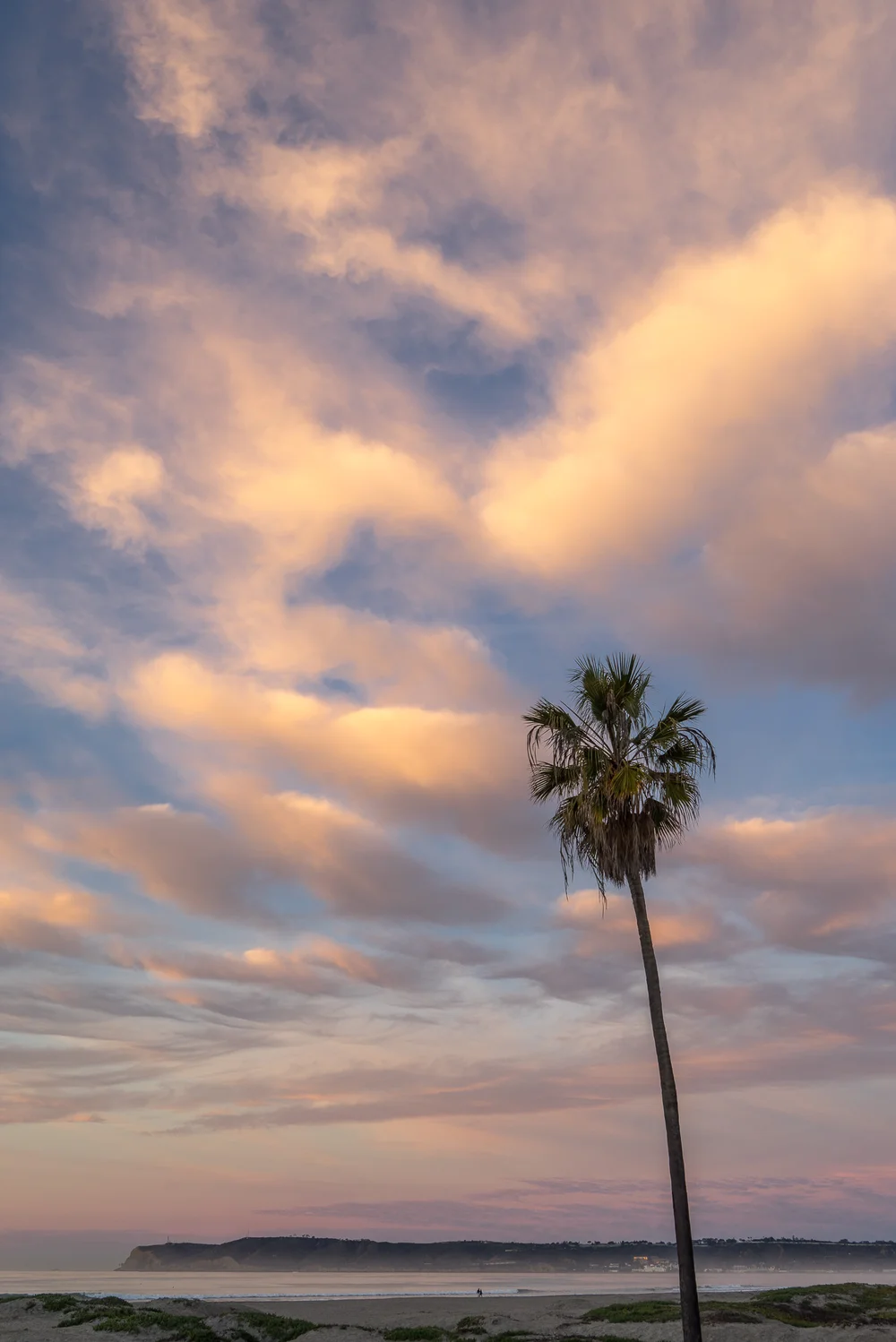 My Favorite Palm Tree On Coronado — Scott Davenport Photography