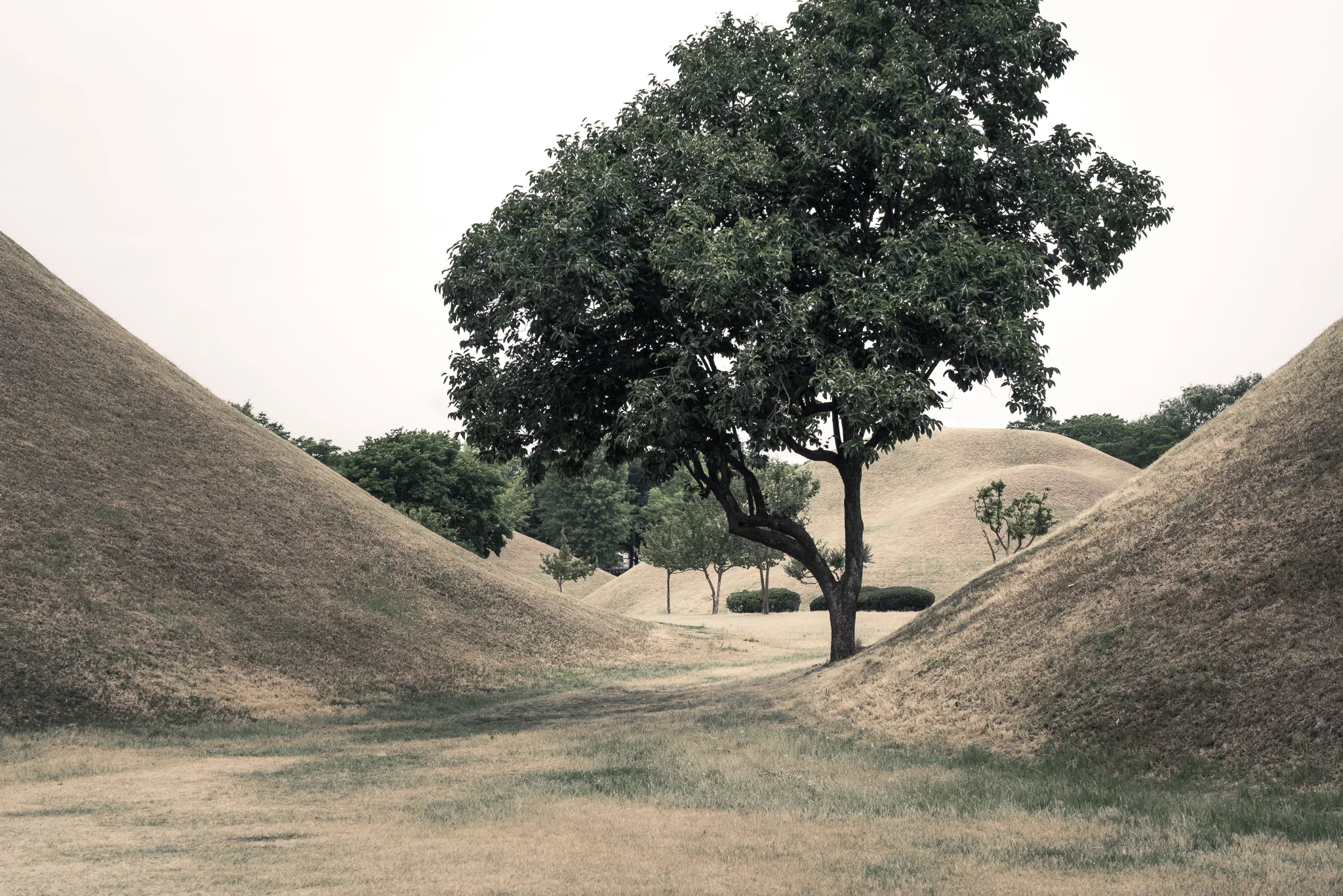 Trees And Tombs — Scott Davenport Photography