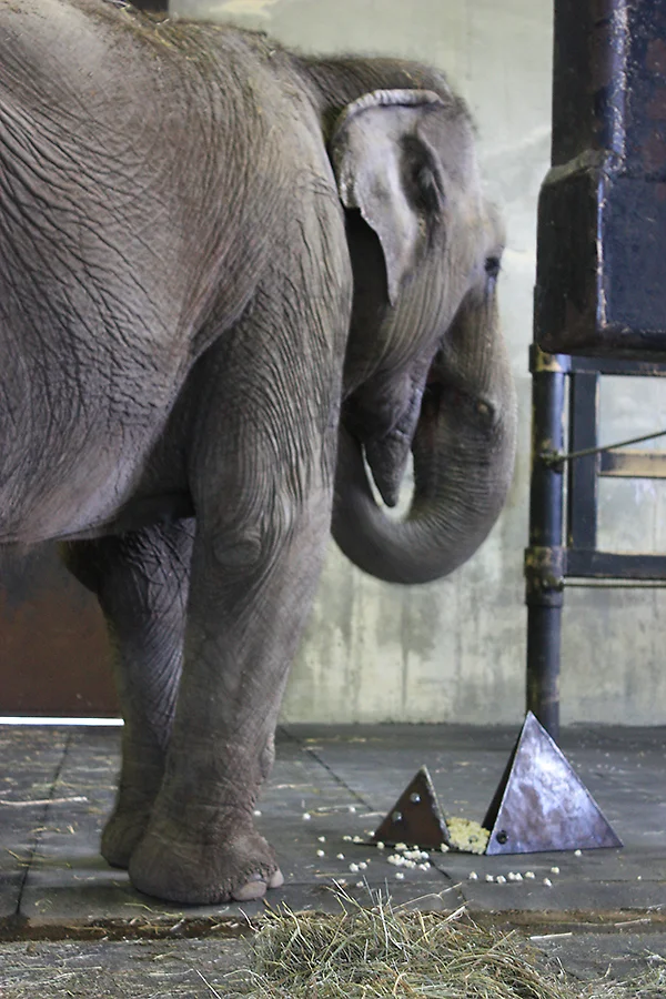 TOYS FOR ELEPHANTS — Handshouse Studio