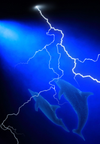 Traits of a Blue Ray Soul — The Dolphin Rose Temple