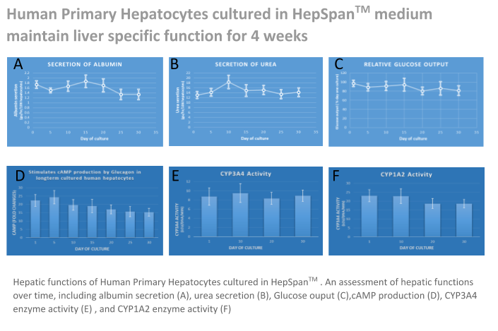 HepSpan™ Long-Term Culture of Primary Hepatocyte Medium Kit — MB Biosciences