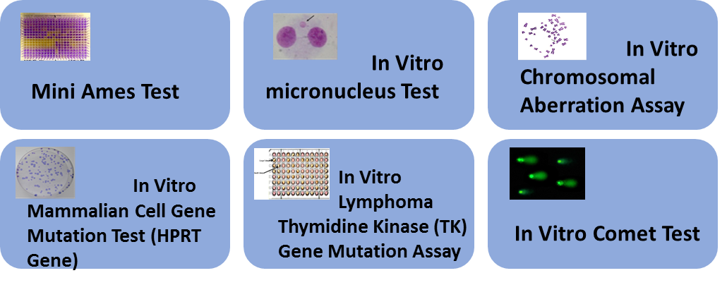 Genotoxicity — MB Biosciences
