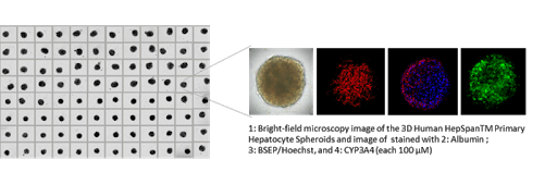 Cytochrome P450 Induction Assay — MB Biosciences