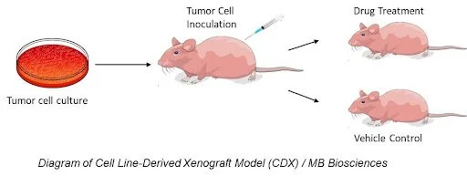In Vivo Oncology Tumor Models Services — MB Biosciences