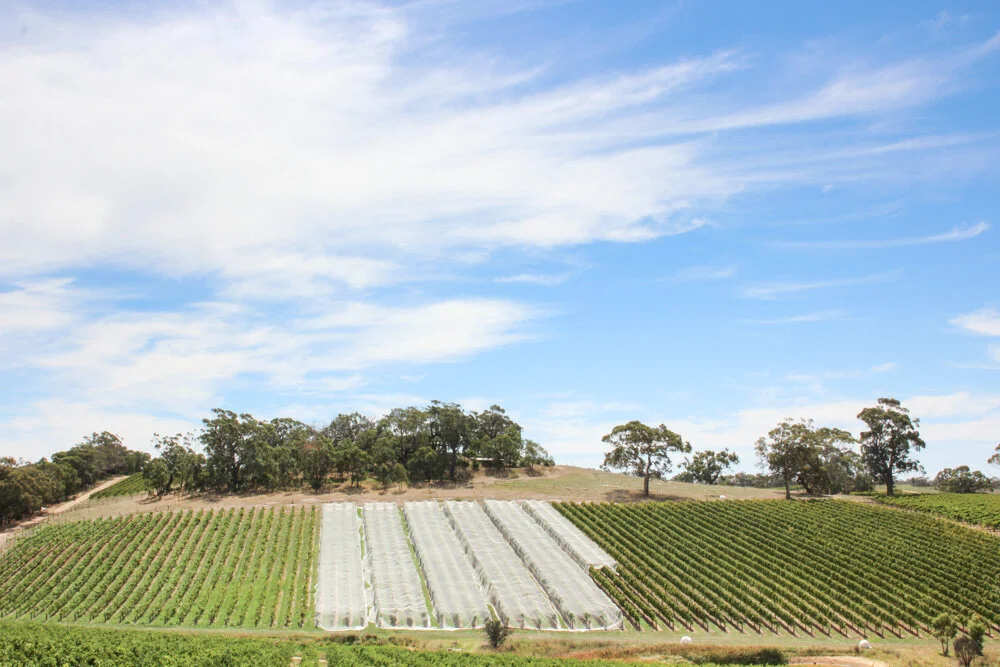 Longview Vineyard Grüner Veltliner — CRFT Wines