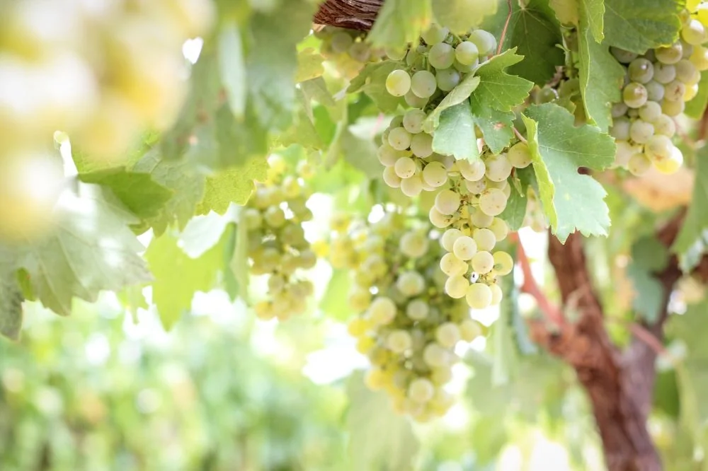 CRFT Wines | Certified organic small-batch wines | Adelaide Hills
