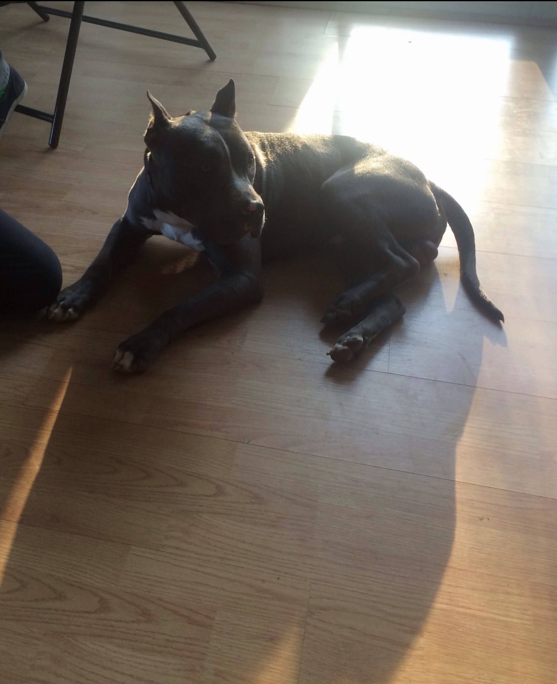 Rufus — Casa del Toro Rescue