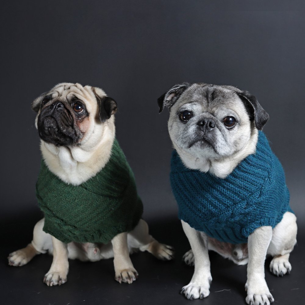 Pugs Wearing Sweaters