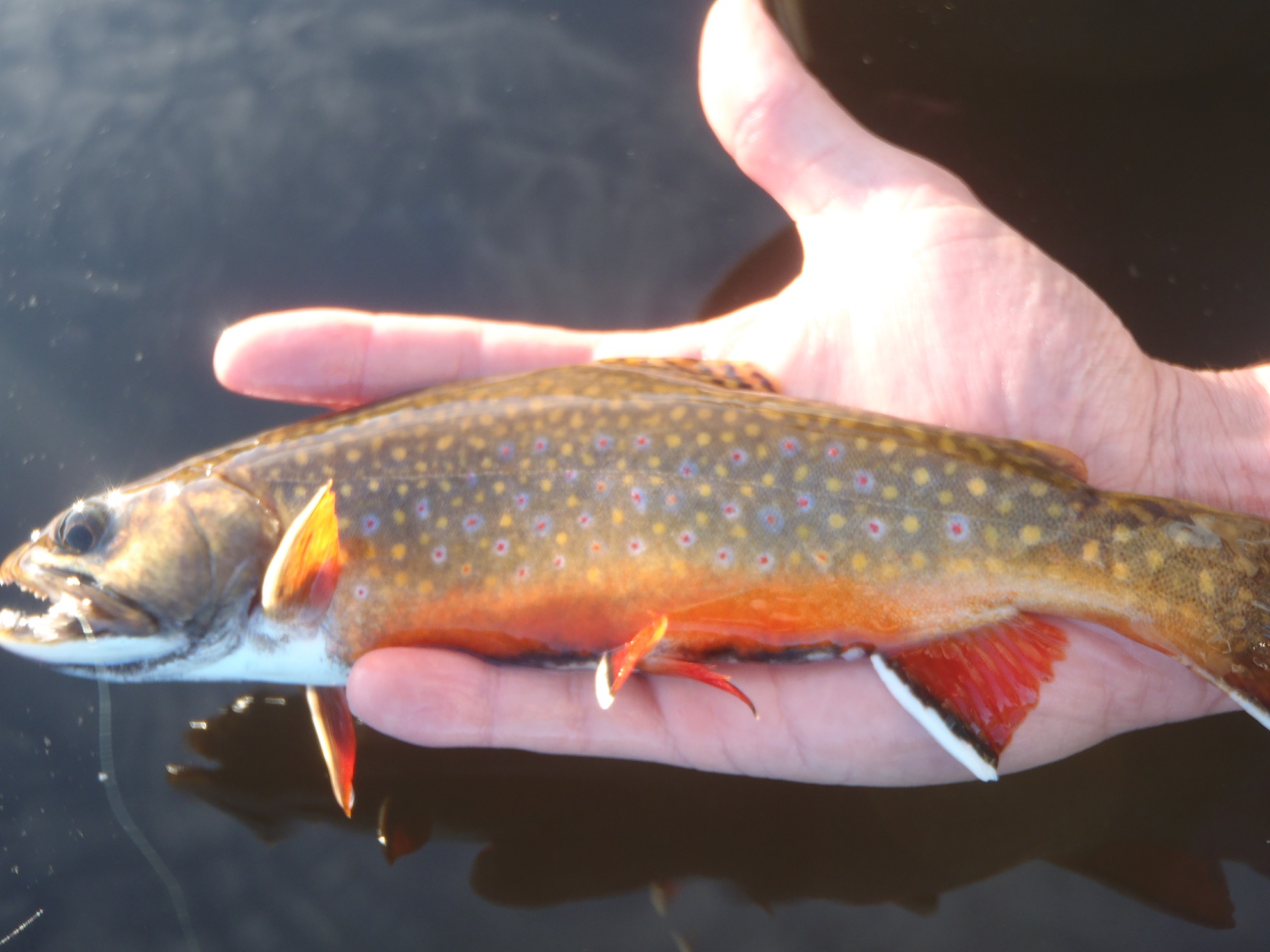 Wild Brook Trout Water Photos | Guided Fly Fishing Trips : New ...