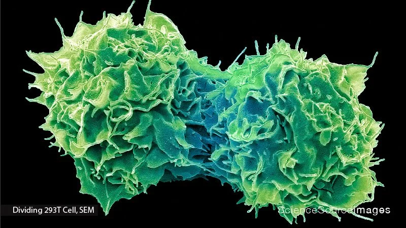 Science & Medical Stock Images | Science Source