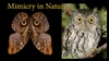 Animal Mimicry and Camouflage in Nature — Science & Medical Stock ...