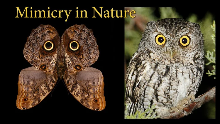 Animal Mimicry and Camouflage in Nature — Science & Medical Stock ...