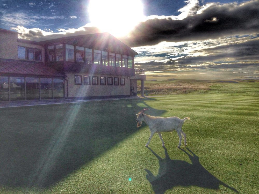 Irish Golf Desk
