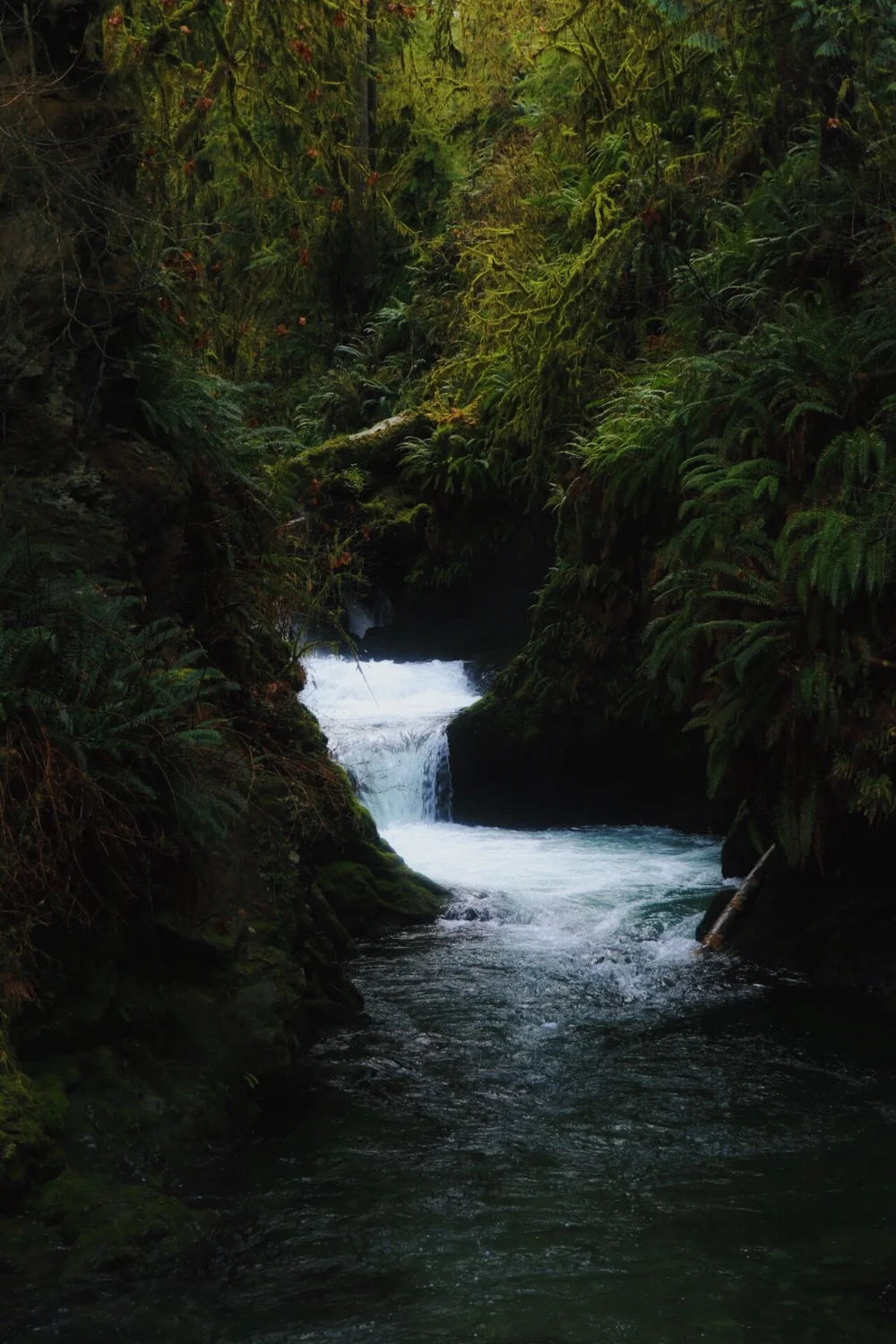 Cynthia & Tex: PNW Hiking and Outdoor Adventures — Quinault Loop Trail ...