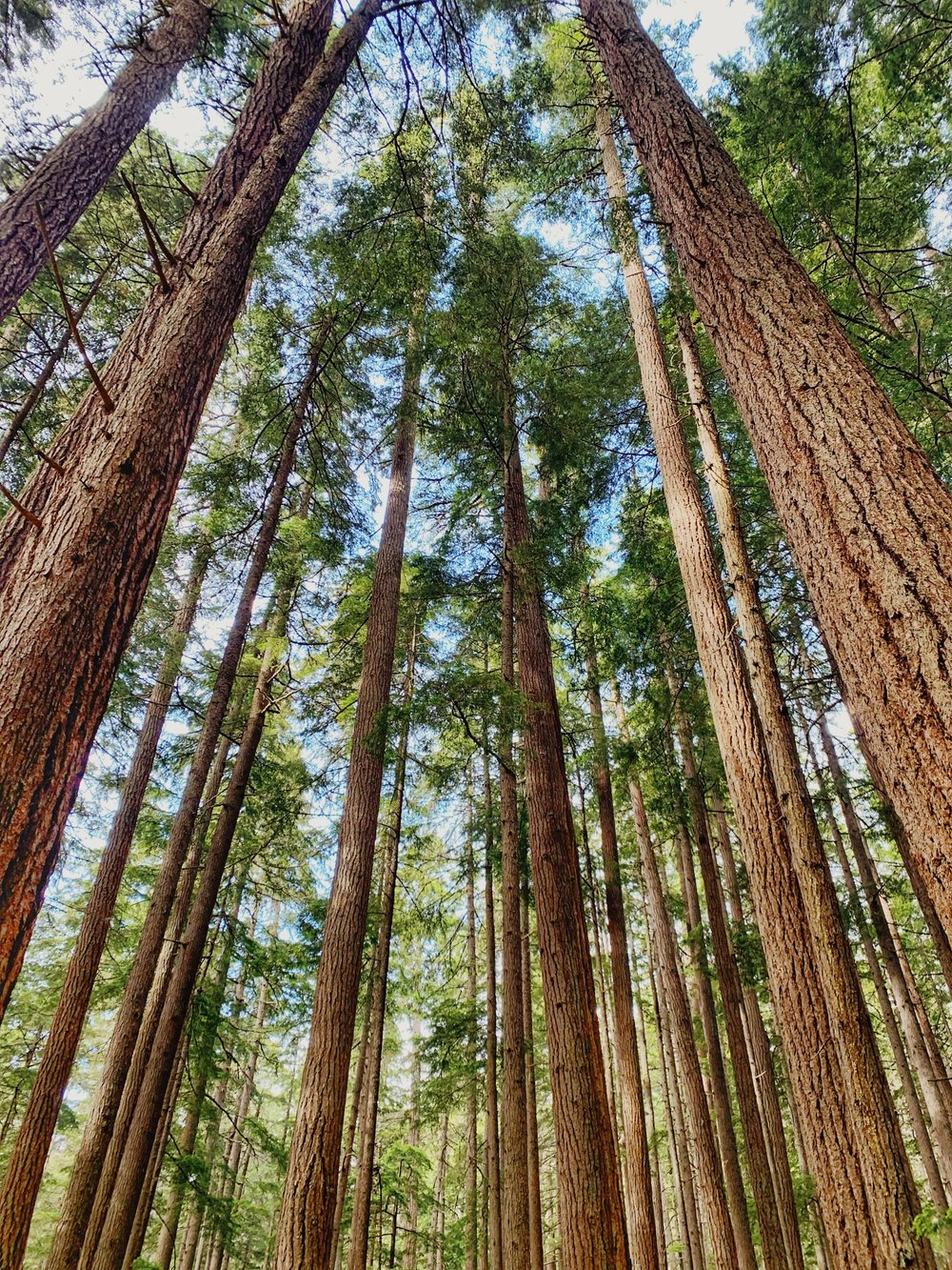 Cynthia & Tex: PNW Hiking and Outdoor Adventures — Hike to Royal Basin ...