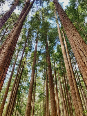 Cynthia & Tex: PNW Hiking and Outdoor Adventures — Hike to Royal Basin ...