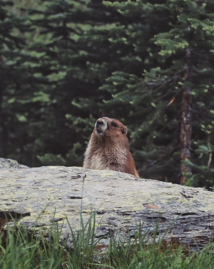 Cynthia & Tex: PNW Hiking and Outdoor Adventures — Hike to Royal Basin ...