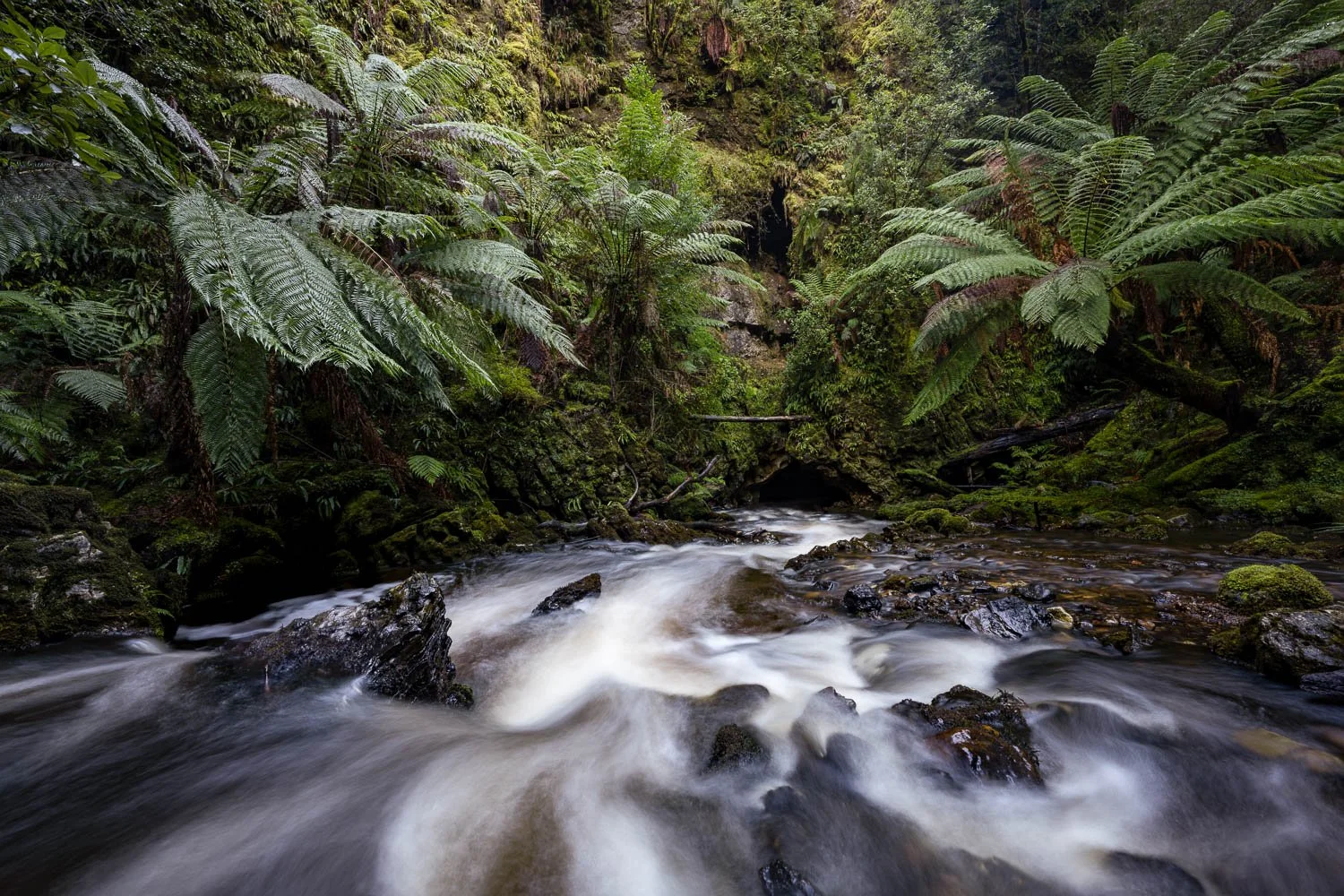 takayna/Tarkine Tasmania — Tasmanian Photographer