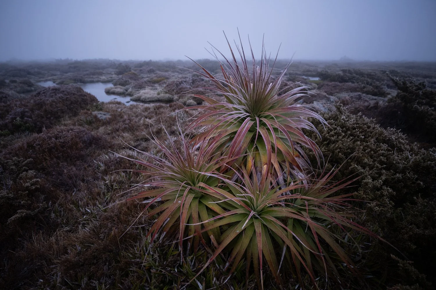 Mt Field — Tasmanian Photographer