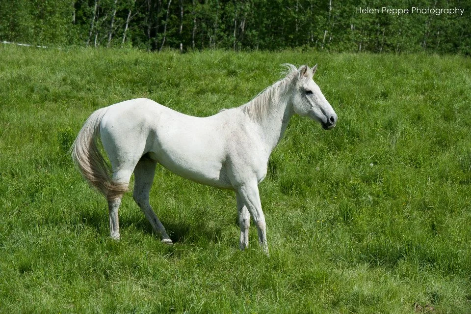 Shelly's horses — White Birch Farm