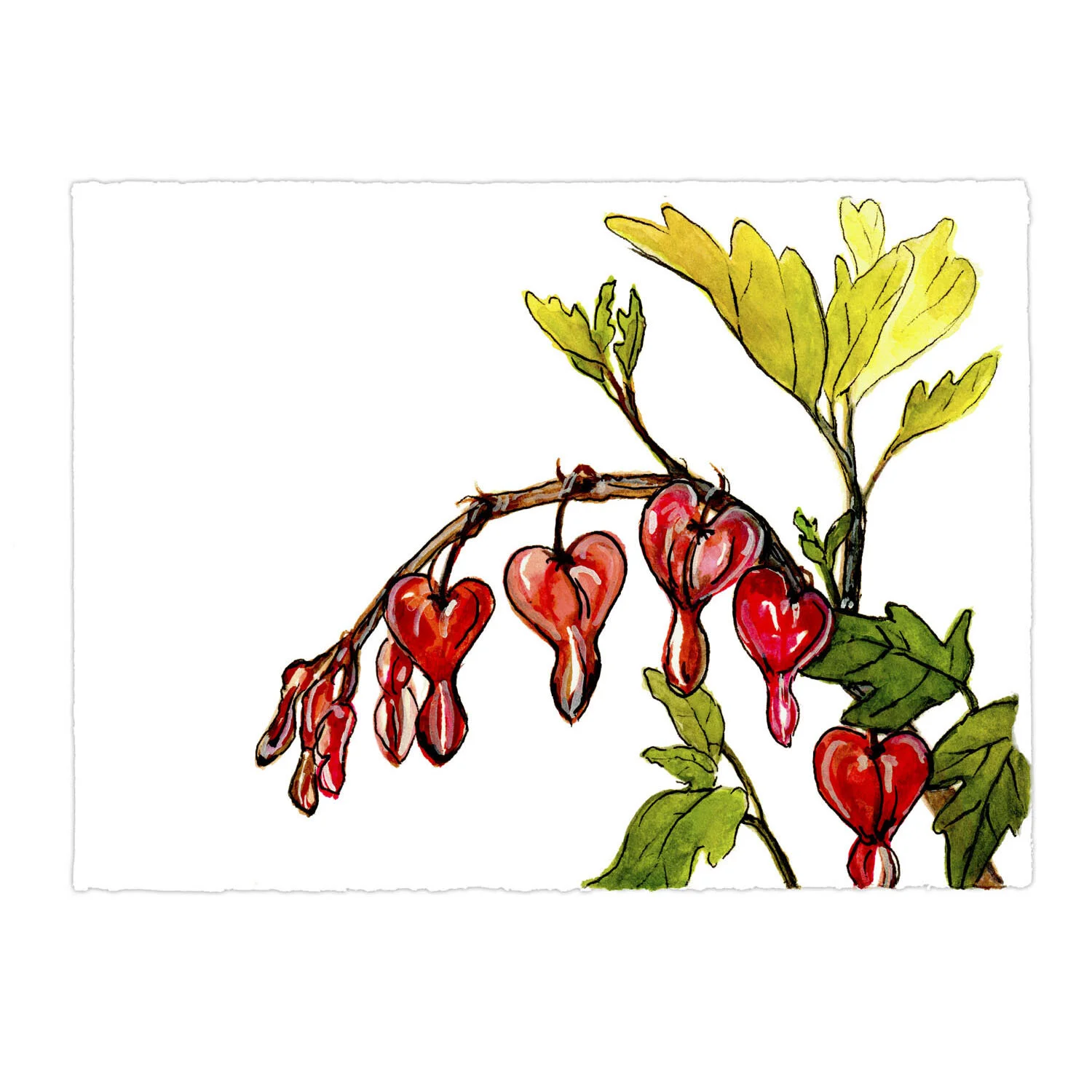 Bleeding Heart Flower Clipart