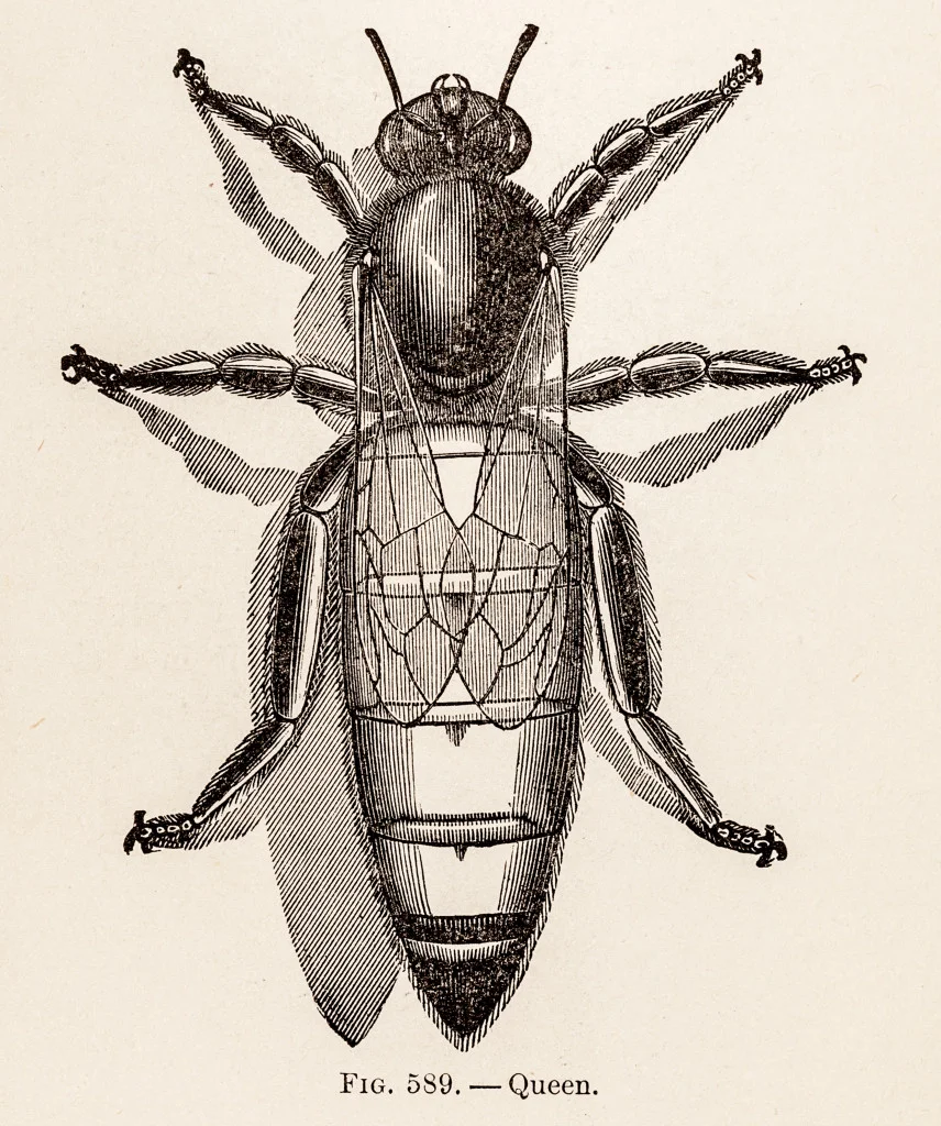 Vintage Queen Bee Drawing