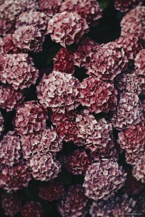 Industry News: Pantone's color of the year MARSALA — ASHLINA KAPOSTA