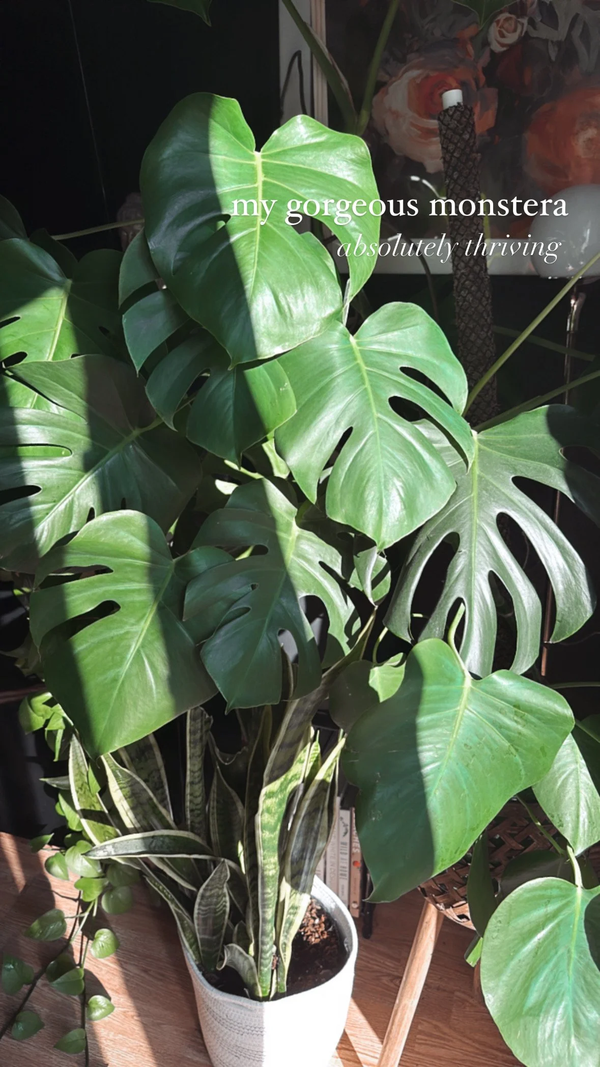 The Ultimate guide to caring for and growing your Monstera Deliciosa ...
