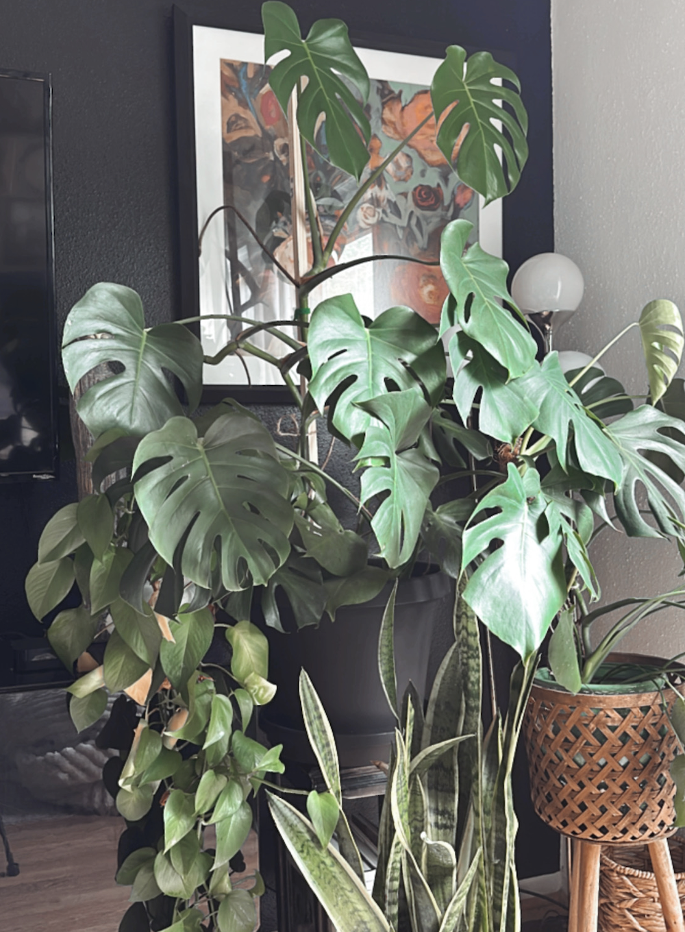 The Ultimate guide to caring for and growing your Monstera Deliciosa ...