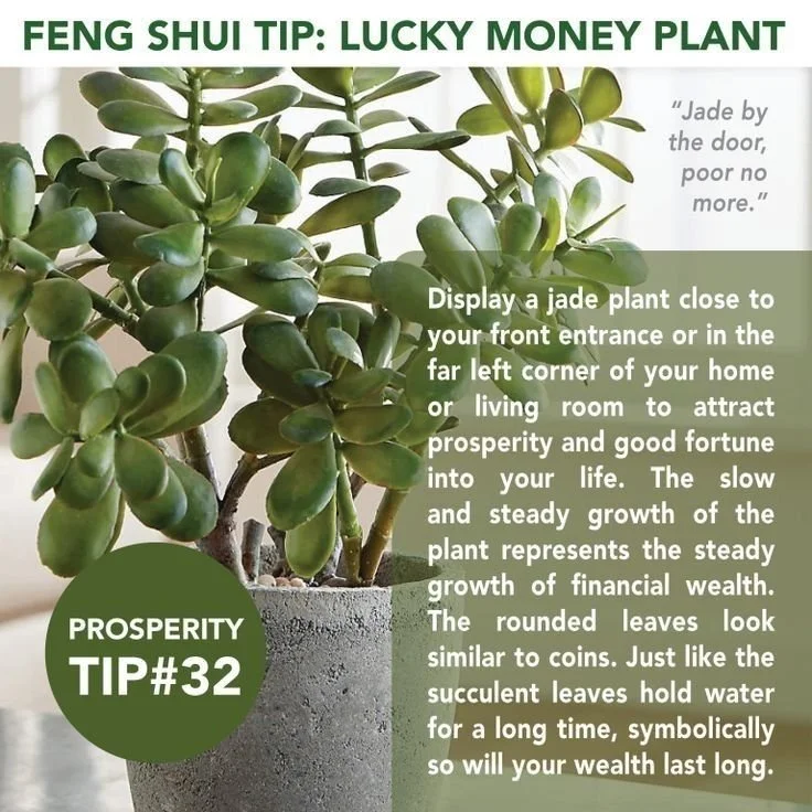 10 Best Feng Shui Plants to Place in the Money Corner for Prosperity ...