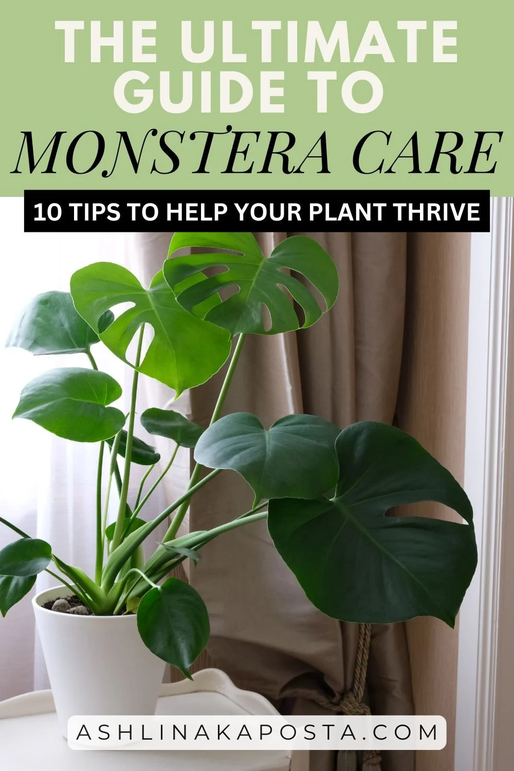 The Ultimate guide to caring for and growing your Monstera Deliciosa ...