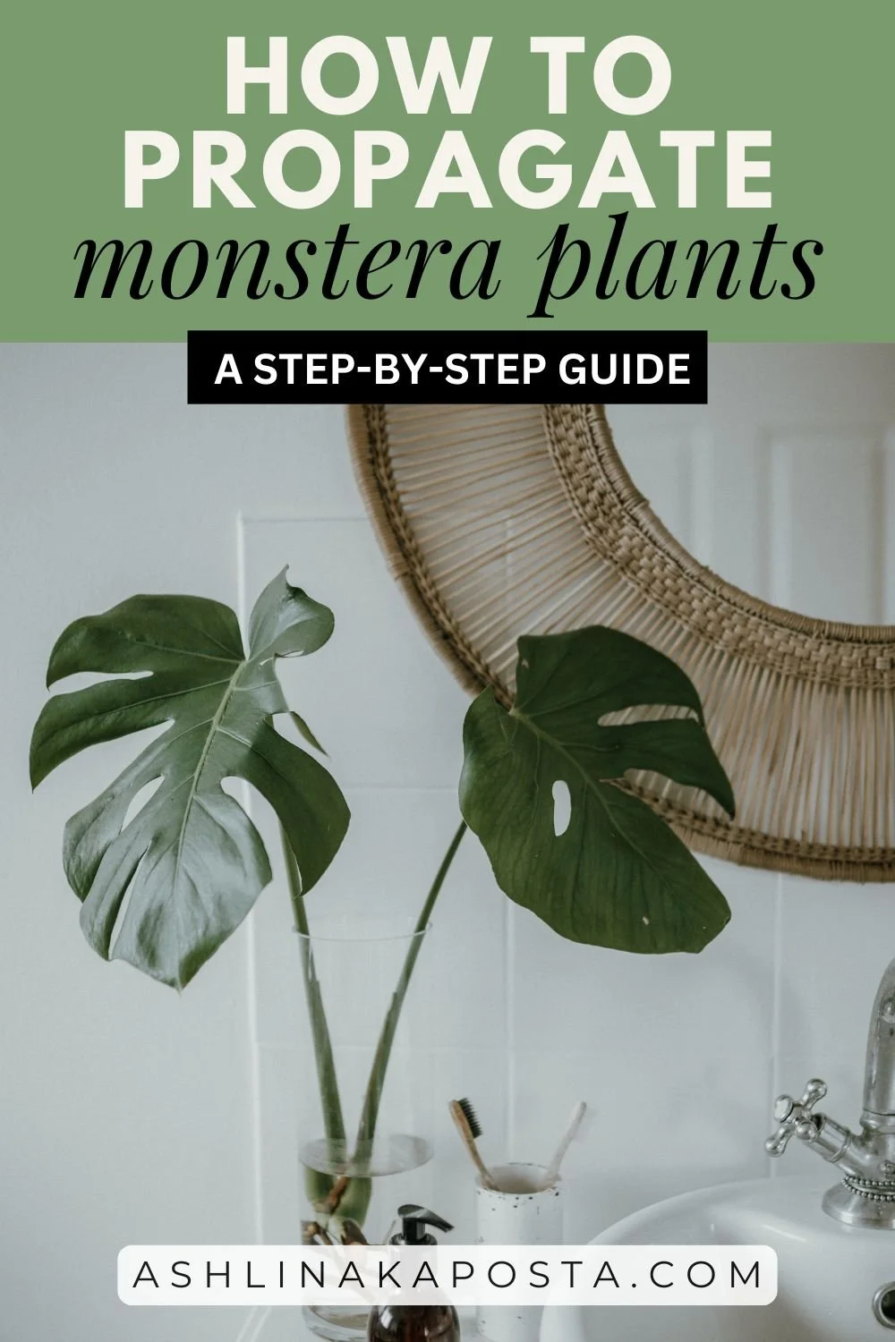 The Ultimate guide to caring for and growing your Monstera Deliciosa ...