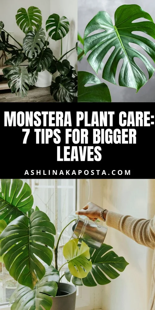The Ultimate guide to caring for and growing your Monstera Deliciosa ...