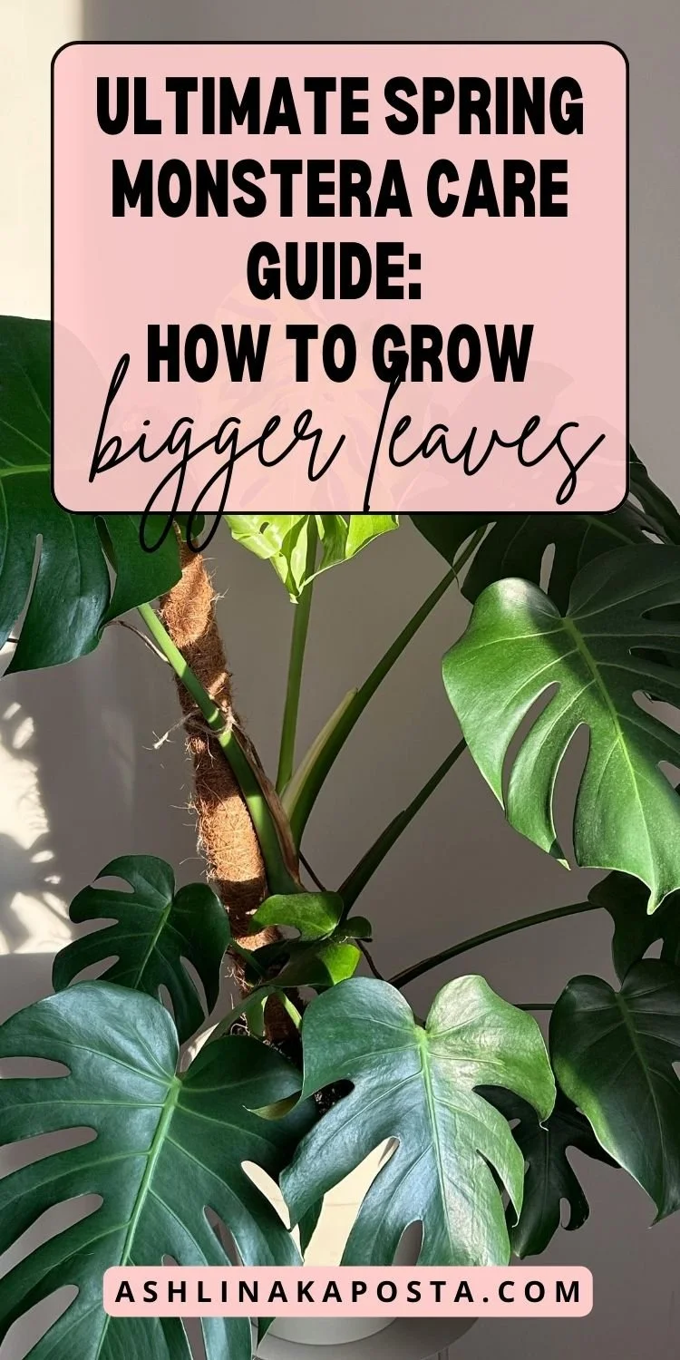 The Ultimate guide to caring for and growing your Monstera Deliciosa ...