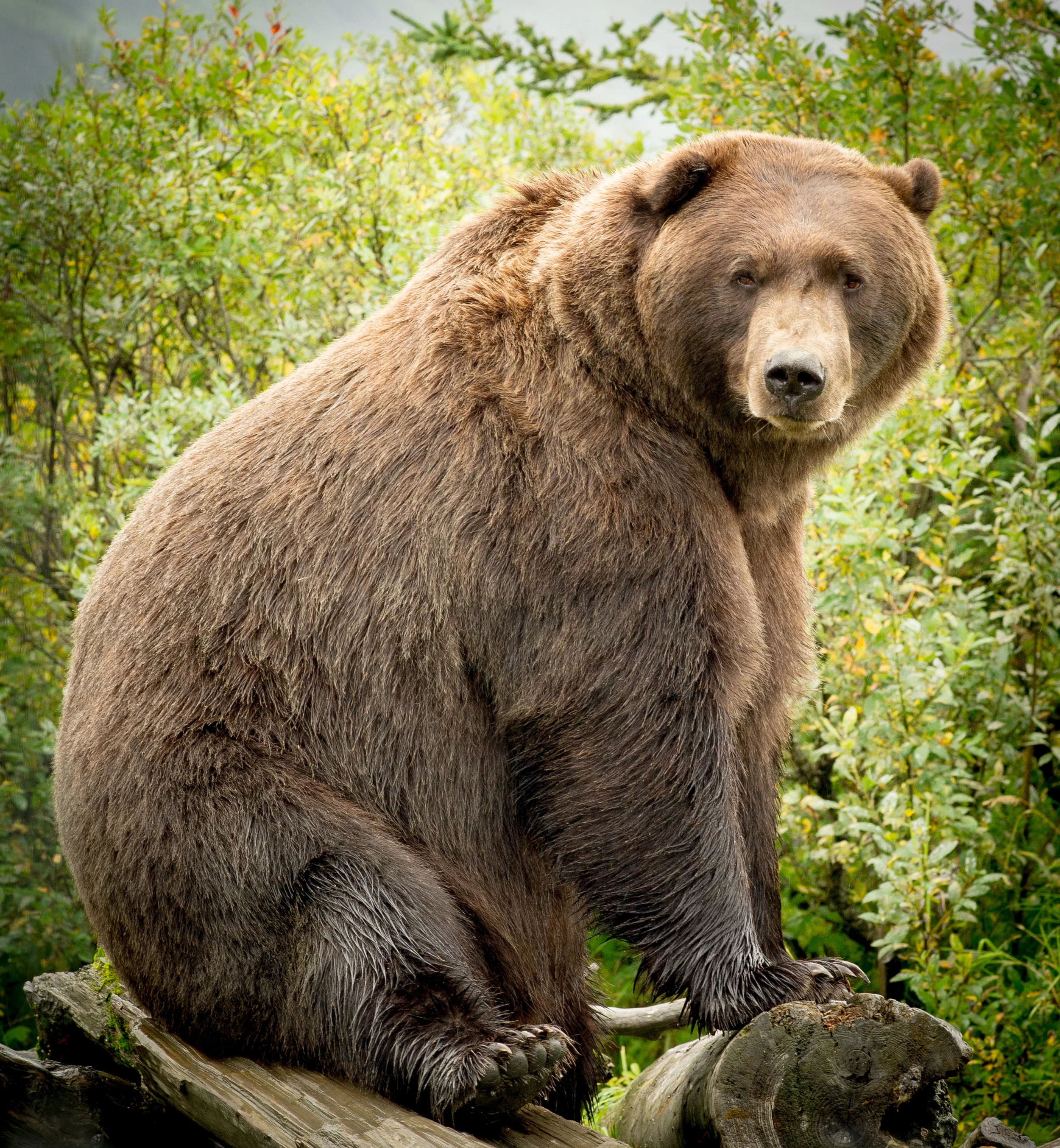 Turnagain Arm Tour — Planet Earth Adventures - Guided Tours & Custom Tours