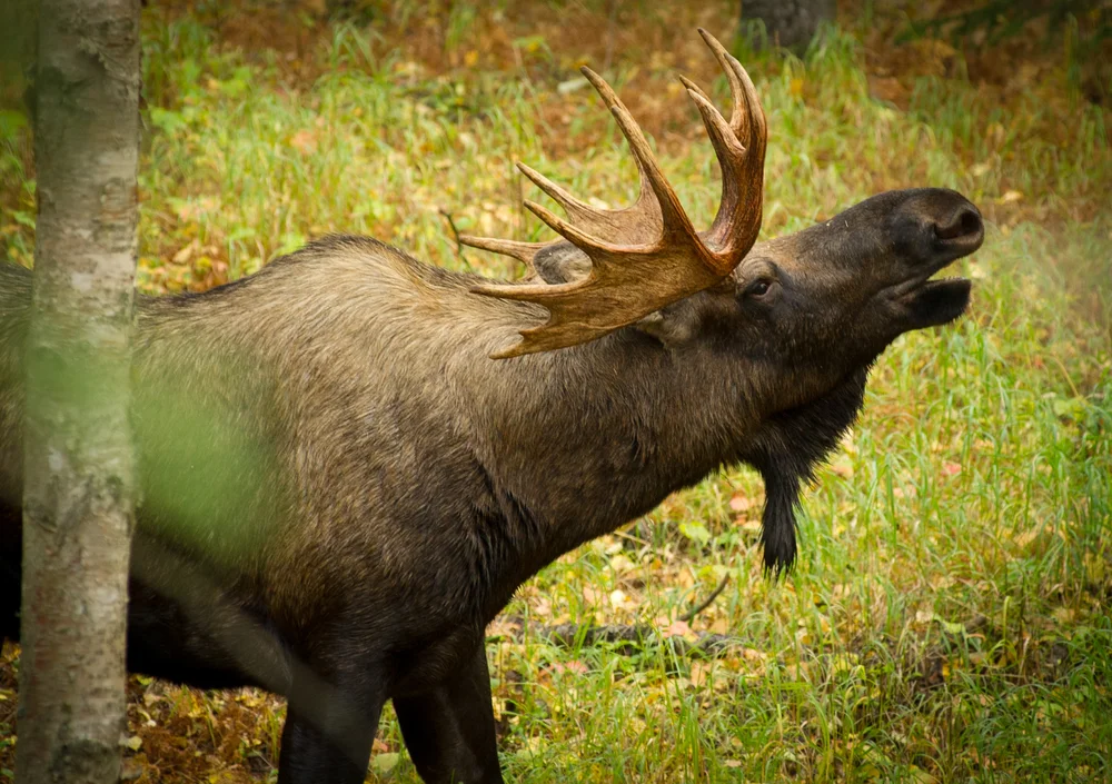 Turnagain Arm Tour — Planet Earth Adventures - Guided Tours & Custom Tours