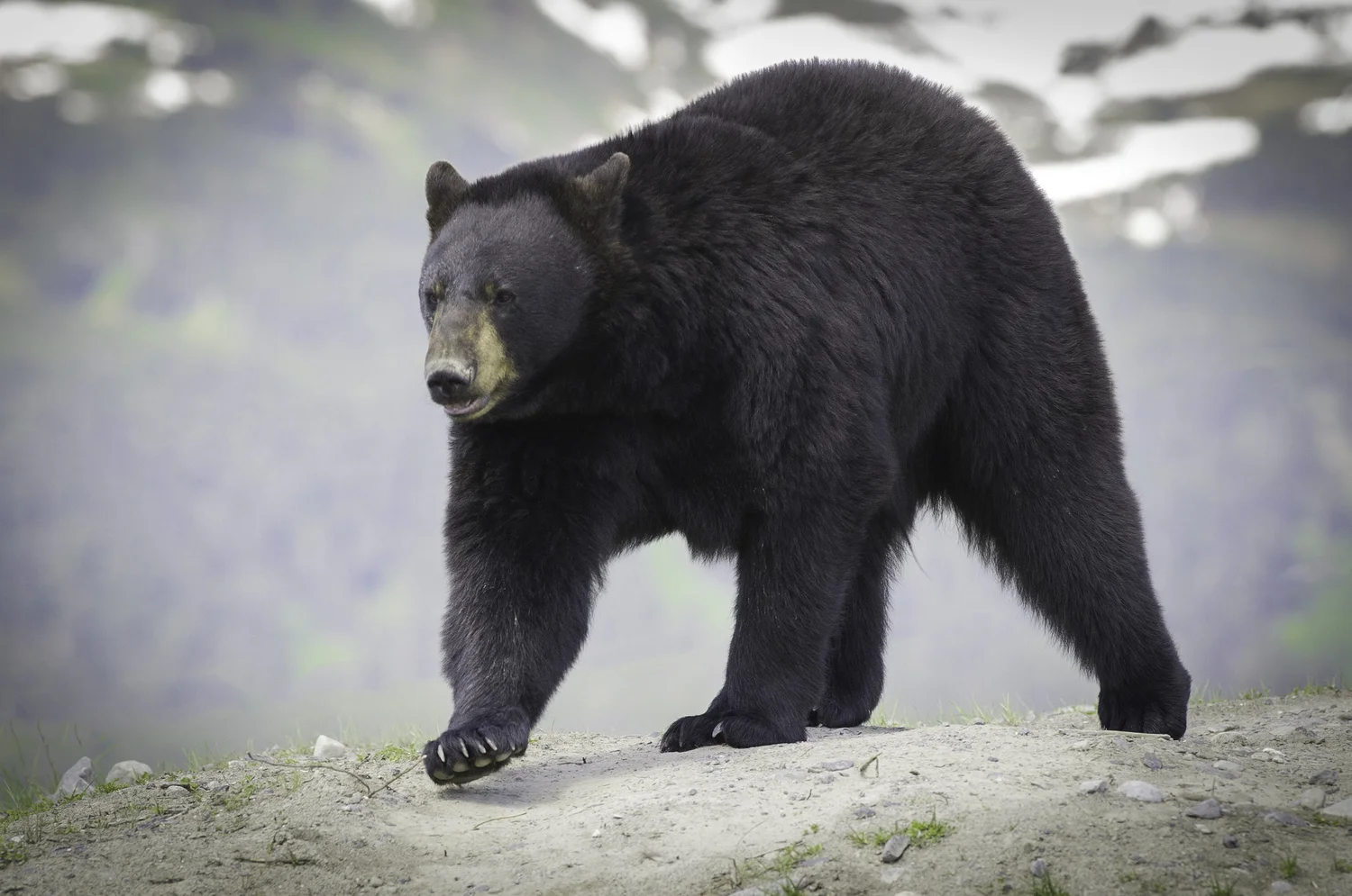 Alaska Highlights Tour — Planet Earth Adventures - Guided Tours ...