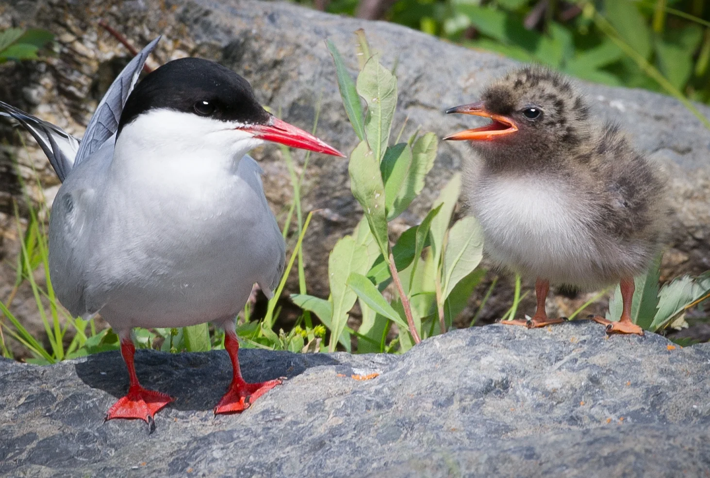 Alaska Highlights Tour — Planet Earth Adventures - Guided Tours ...