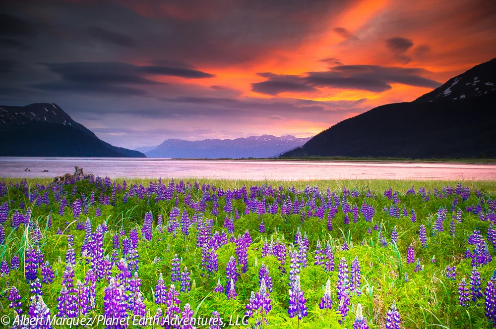 Alaska Highlights Tour — Planet Earth Adventures - Guided Tours ...