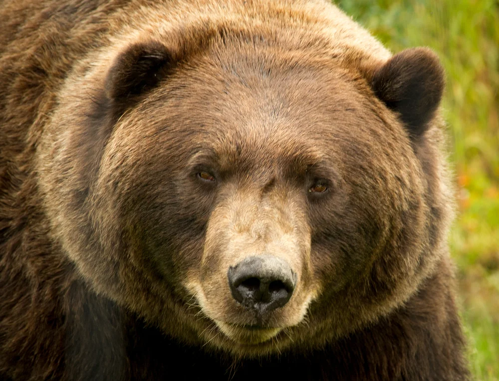 The Alaska Explorer Tour — Planet Earth Adventures - Guided Tours ...