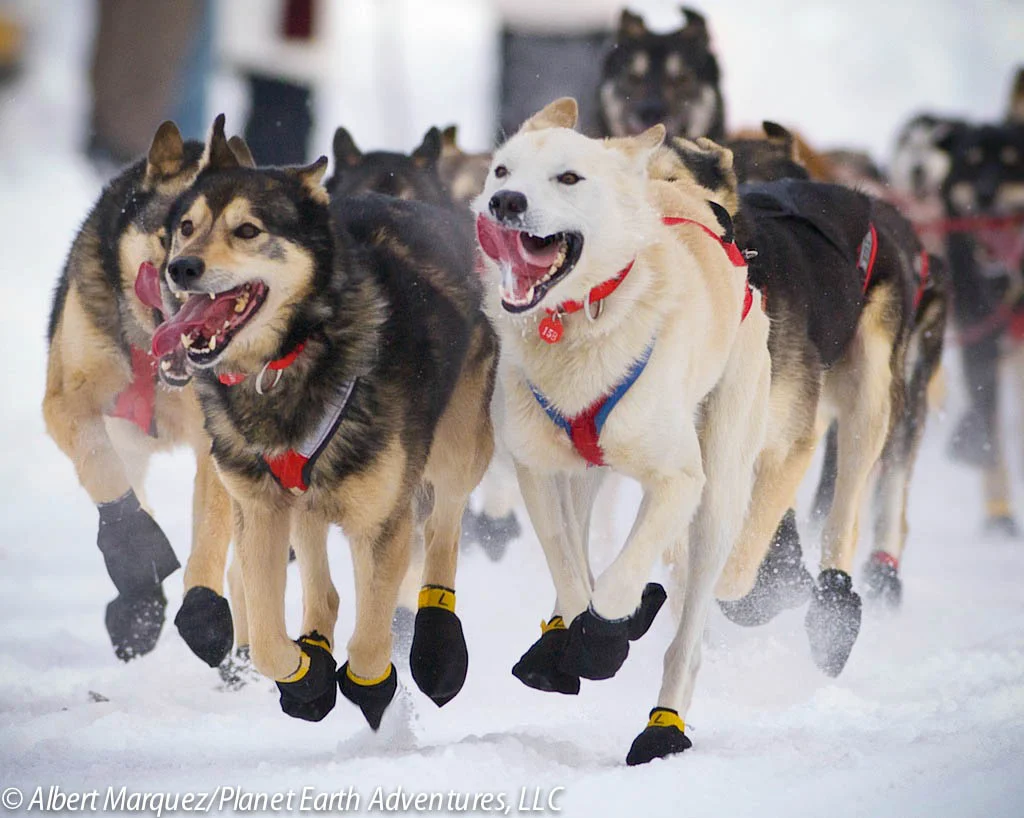Dog Sledding in Alaska — Planet Earth Adventures - Guided Tours ...