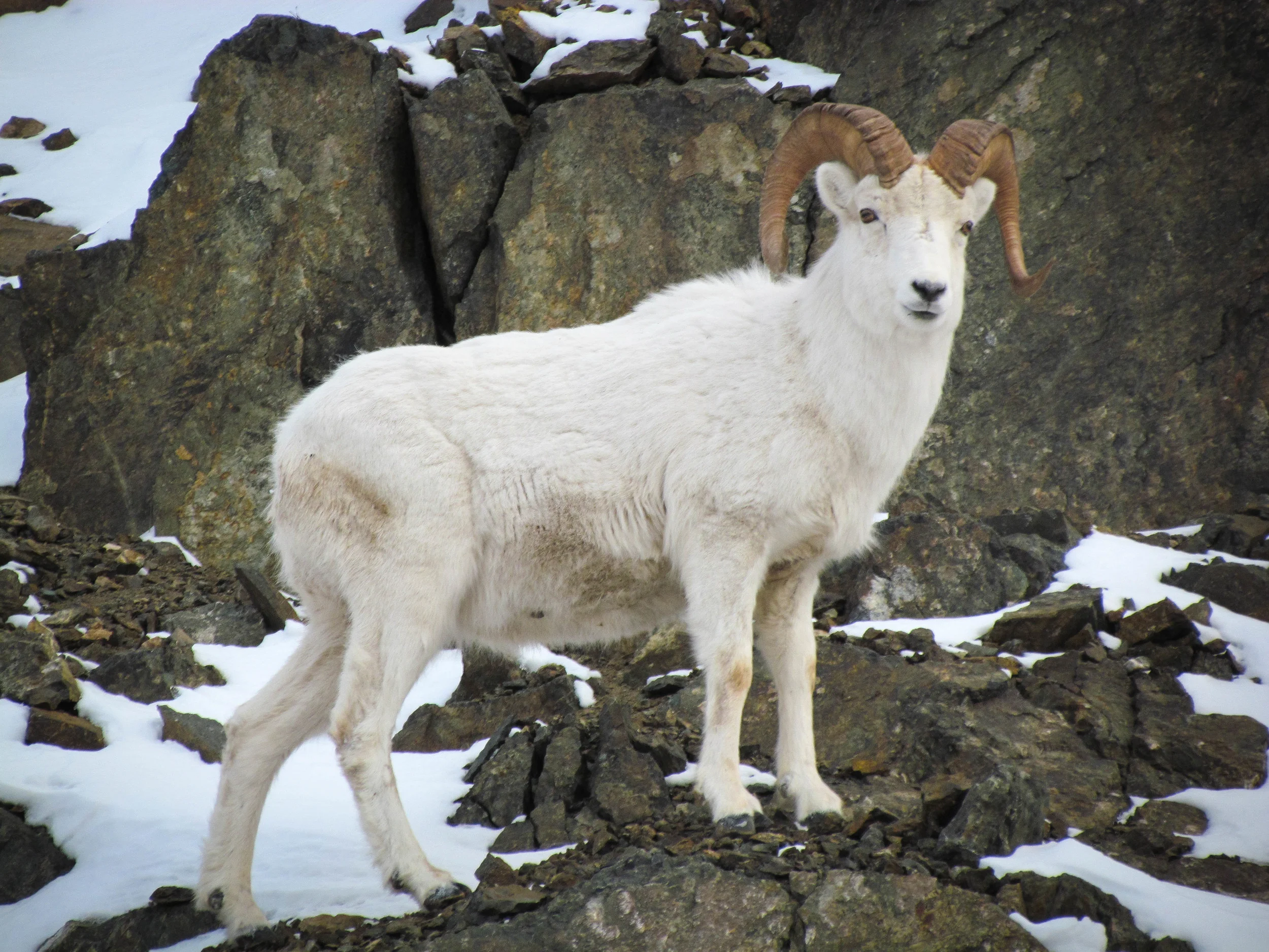 Turnagain Arm Tour — Planet Earth Adventures - Guided Tours & Custom Tours