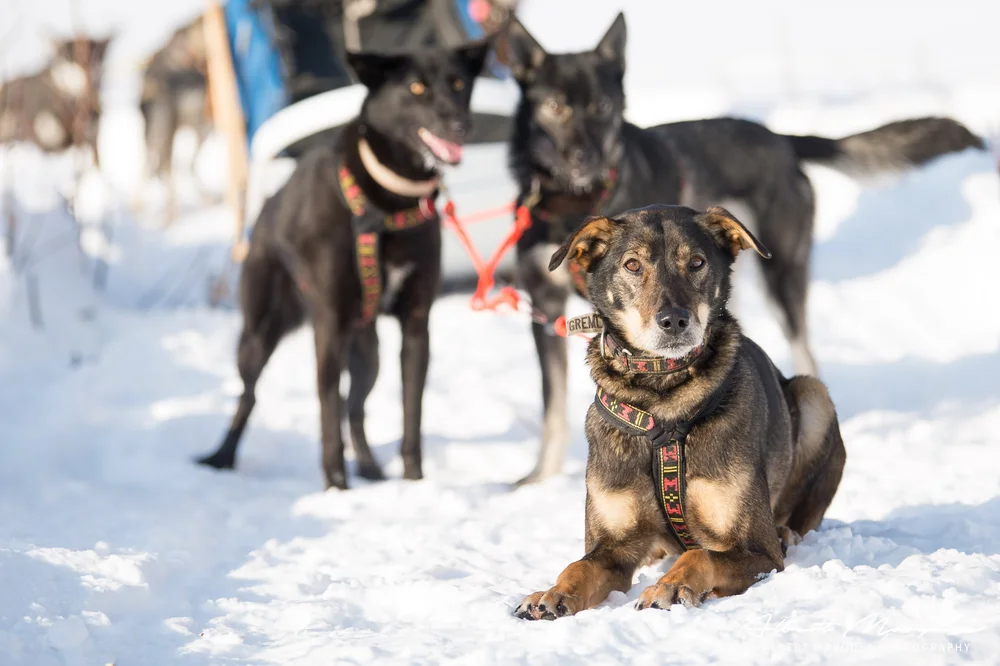 Alaska Winter Dog Sled Adventure Tour — Planet Earth Adventures ...