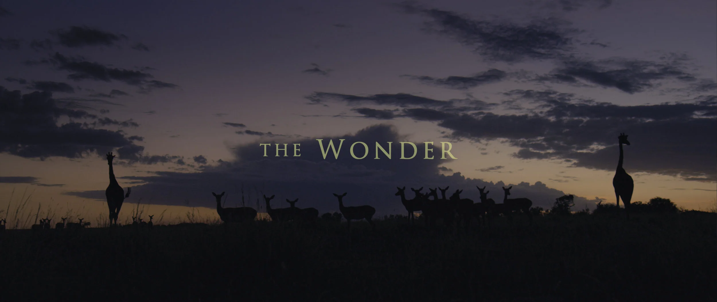 The Wonder — gohiromoto.com